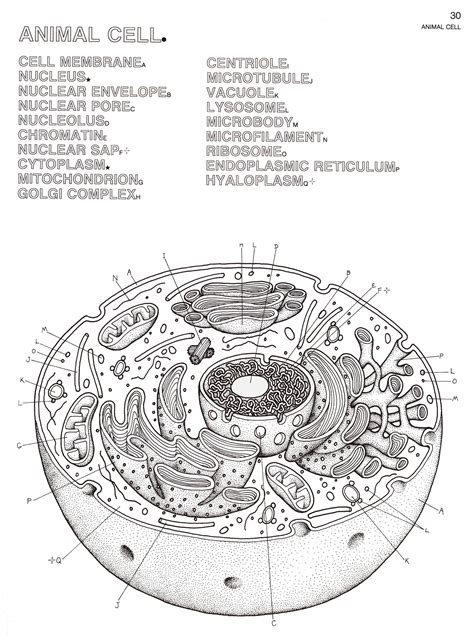 Plant Cell Coloring Worksheets