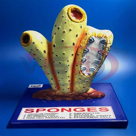 Sponge Model Manufacturer And Supplier In India Viscilabs