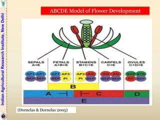1 Abcde Flower Model Pptx