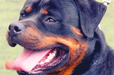 Die Geschichte Der Rottweiler
