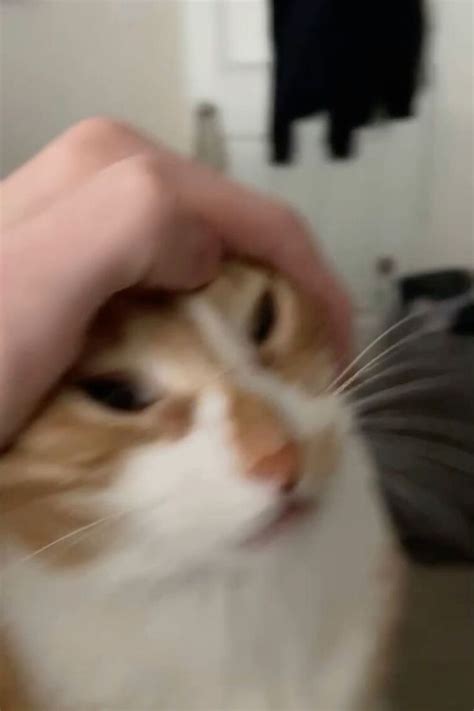 This Cat Stole Giyuu Fandom