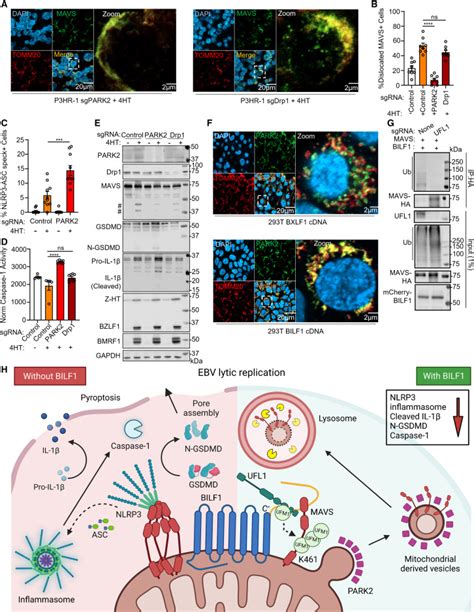 An Epstein Barr Virus Protein Interaction Map Reveals Nlrp3
