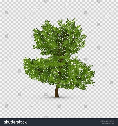 Realistic Tree Transparent Isolated Images Stock Vector Royalty Free Shutterstock