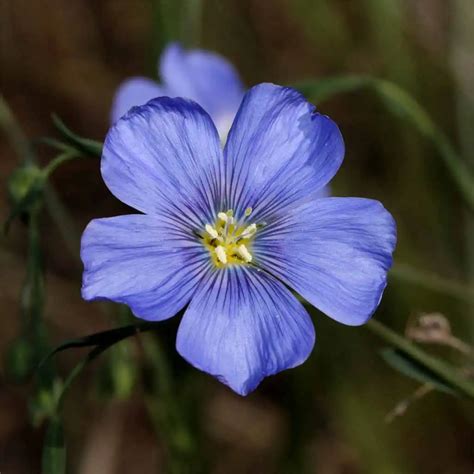 Len Linum Usitatissimum Herbanyus