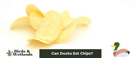 Can Ducks Eat Chips A Safe Snack Or A Recipe For Disaster Birds