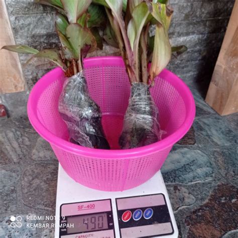 Jual Bibit Umbi Ganyong Super Siap Tanam 11 Bibit Shopee Indonesia