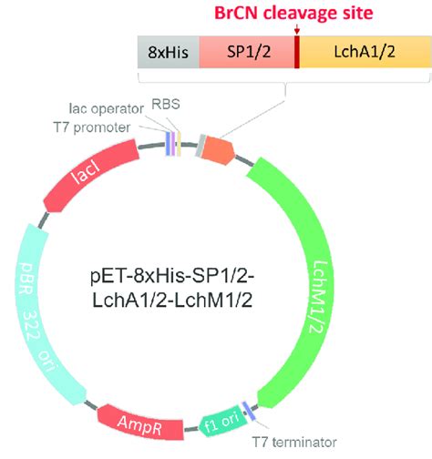 Schematic Representation Of The Expression Plasmids Used For The