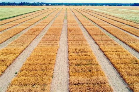 Premium Photo Aerial View Of Geometric Wheat Field With Geometric Lines