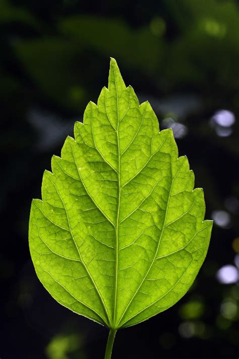 芙蓉一片绿叶图片 包图网企业站