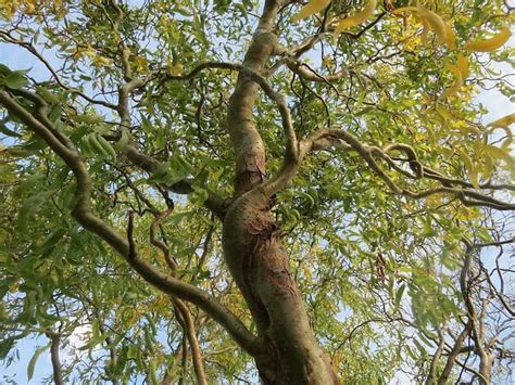 13 Common Types Of Willow Trees You Must Know Pics Conserve Energy