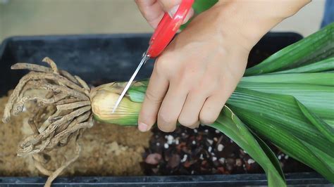 君子兰出现这种情况，这些根通通不能留，要不影响后期服盆高清1080p在线观看平台腾讯视频