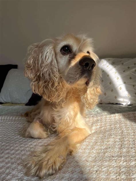 Coco 7 8 Year Old Male Cocker Spaniel Available For Adoption