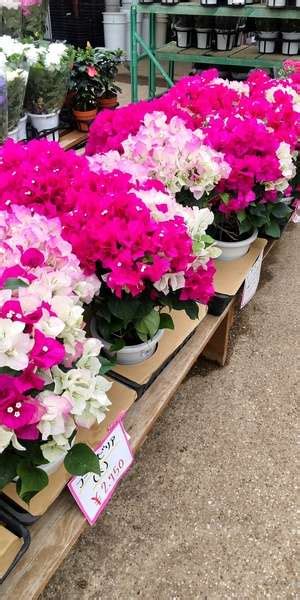 鉢花入荷しました 道の駅おおつの里花倶楽部南房総いいとこどり