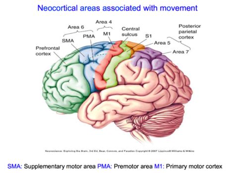 Neuro Week 5 Motor Pathways Flashcards Quizlet