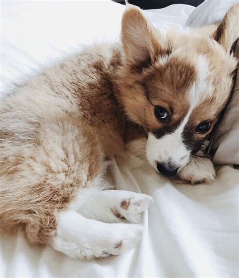 Corgi Monday Blues