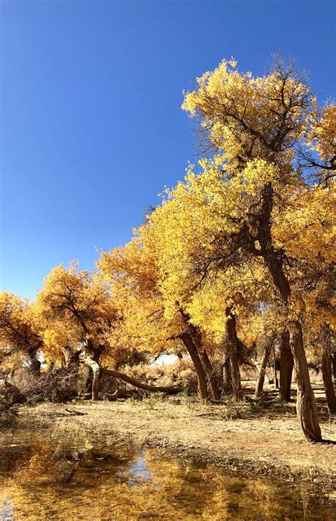 额济纳旗 胡杨林