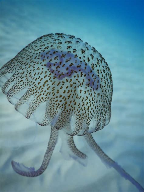 Traces Of The Day Siphonichnus And Teichichnus