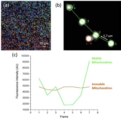 Follow Up With The Trackmate Plugin Of Fiji Software Of Mitochondria