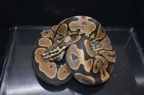 Python Regiusscaleless Head Reptile Univers Cues