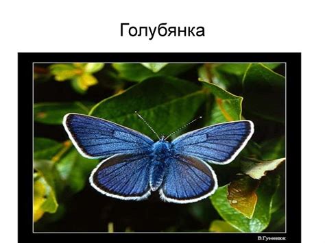 Лимонница Крапивница она же шоколадница Online Presentation