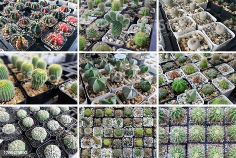 냄비에 선인장의 세트 및 컬렉션 그룹 Succulents 화분에 작은 집 식물 집 인테리어 항아리에 흰색 최소한의 선인장 0명에