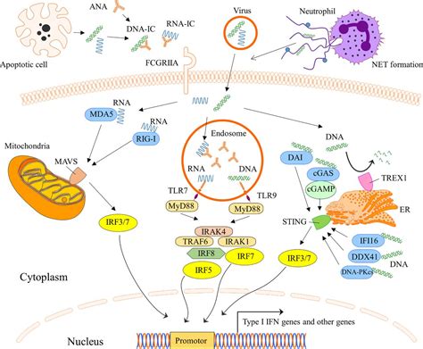 Interferon Pathway In Sle One Key To Unlocking The Mystery Of The Disease Lupus Science