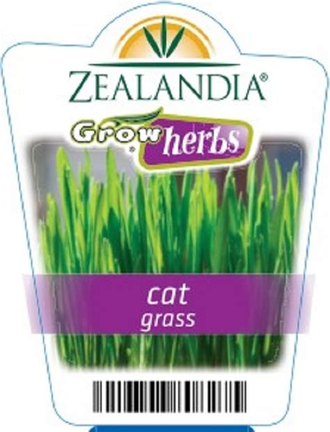 Cat Grass Zealandia Horticulture