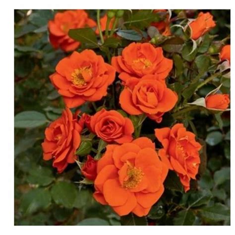 Orange Rose Plant At ₹ 250piece Guna Id 2855477475830
