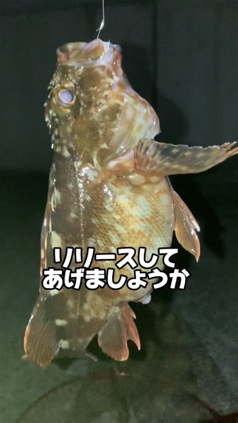 最強！夜のエビ撒き釣りin南芦屋浜西護岸 根魚パラダイスです！ フィッシングマックス 関西の釣果大阪･神戸･和歌山の釣果情報