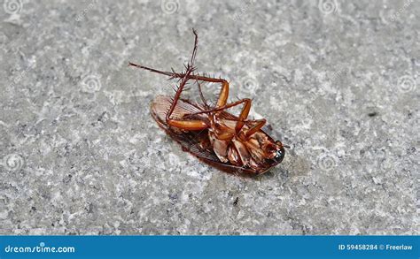 Dying Cockroach Eaten By Ant Stock Footage Video Of Dying Gross