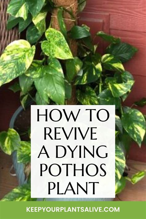 How To Revive A Dying Pothos Plant Keep Your Plants Alive