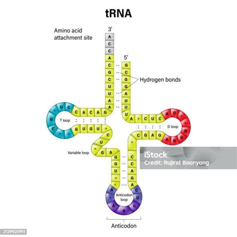 Structure Of Trna Twodimensional Structure Transfer Rna Is A Small Rna
