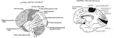 Learning Memory And Plasticity