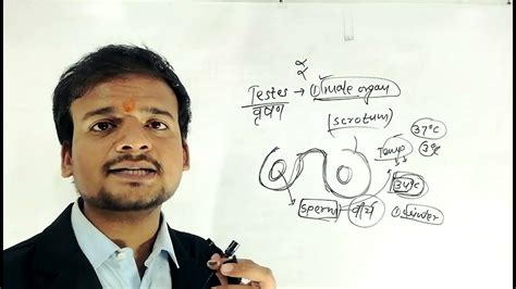 Alp Sciencetestesवृषण बाहर क्यू होतेmale Sex Organrailway Science