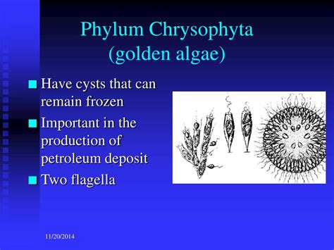 Phylum Chrysophyta