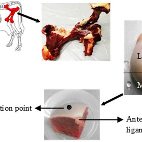 Bovine Hip Joint Specimen Download Scientific Diagram