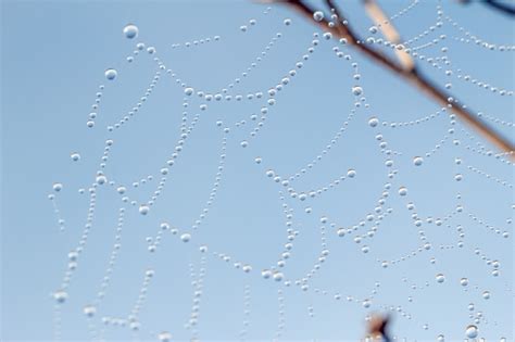 가변 초점 및 일어나는 일요일의 광선에 배경을 흐리게 웹에 건조 공장에 추상 상품의 클로즈업 0명에 대한 스톡 사진 및 기타