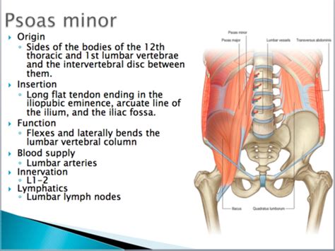 Psoas Minor Origin And Insertion