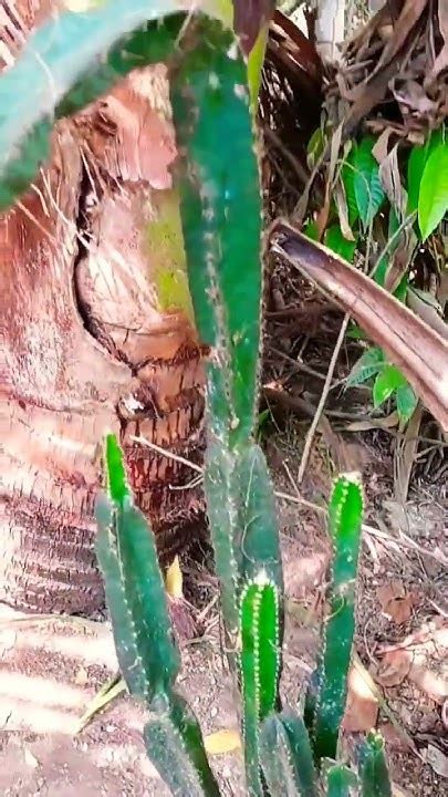 সুখে থাকতে ভুতে কিলায় Youtube