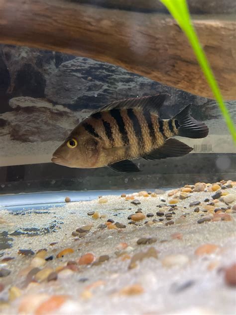 Can Anyone Sex This Mayan Rcichlid