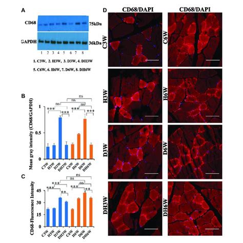 Kondzielas Inverted Screen Test Ab Rotarod Test Cd And Extensor Download Scientific