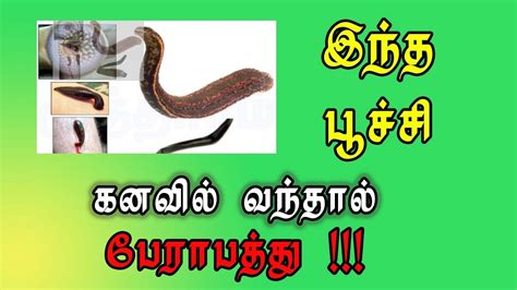 இந்த பூச்சி கனவில் வந்தால் பேராபத்து Spiritual Secrets Youtube