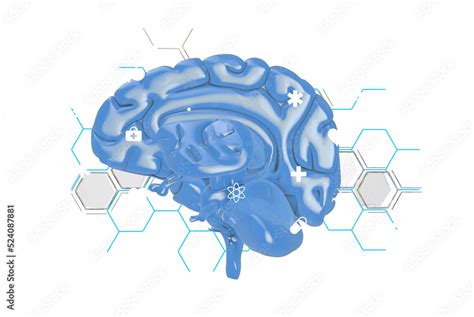 Human Brain Activity With Plexus Lines External Cerebral Connections