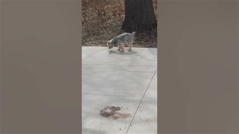 Sub To Make The Dog Happier Youtube