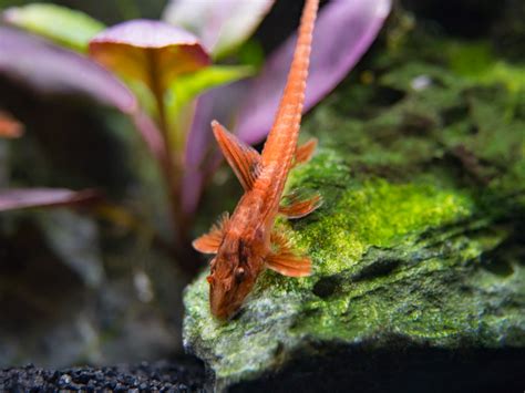 Red Lizard Whiptail Catfish Rineloricaria Sp Tank Bred