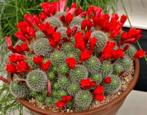 Rebutia An Easy To Grow Cactus Genus With Stunning Flowers Unusualseeds