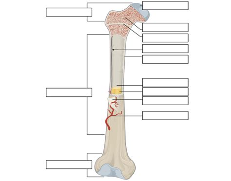 Bone Components Quiz