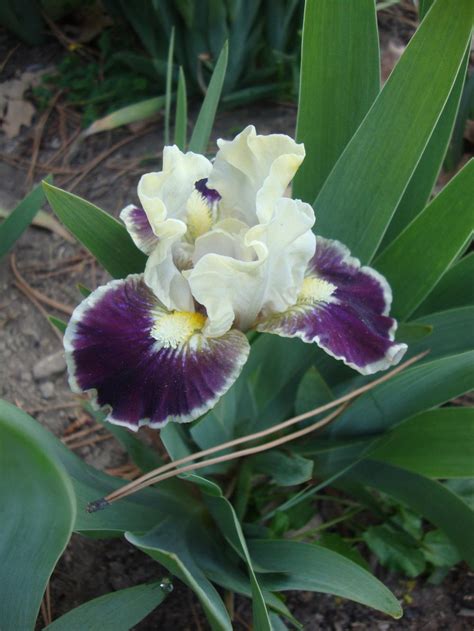 Standard Dwarf Bearded Iris Iris Coconino In The Irises Database