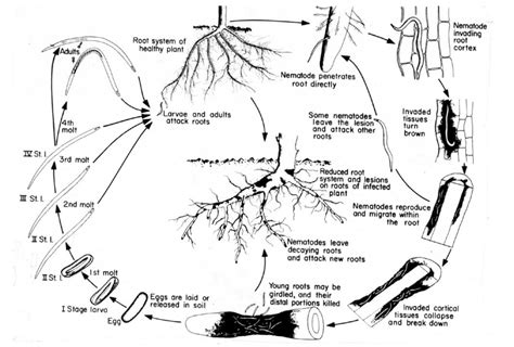 Nematodes Morphology Classification Examples Biology Notes Online
