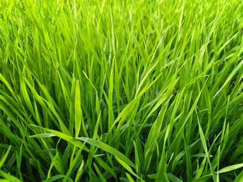 Green Grass Thin Leaves Of Oats Stock Image Image Of Green Floral